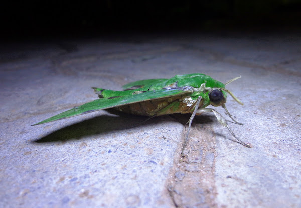 Verdant hawk moth | Project Noah