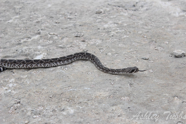 Western Diamondback Rattlesnake | Project Noah