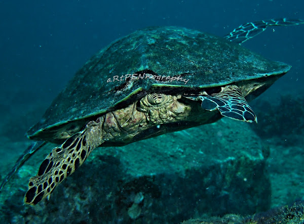 Hawksbill sea turtle | Project Noah
