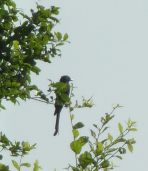 Ashy Drongo | Project Noah