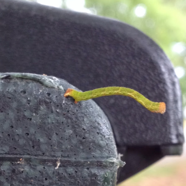 Inch worm | Project Noah