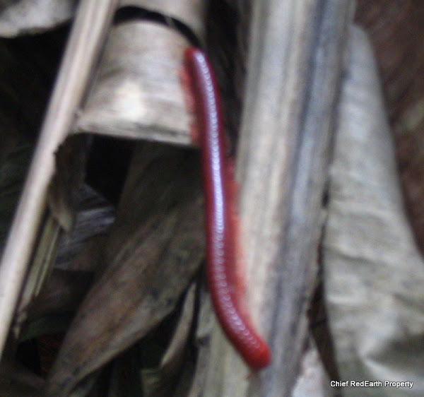 Millipede | Project Noah