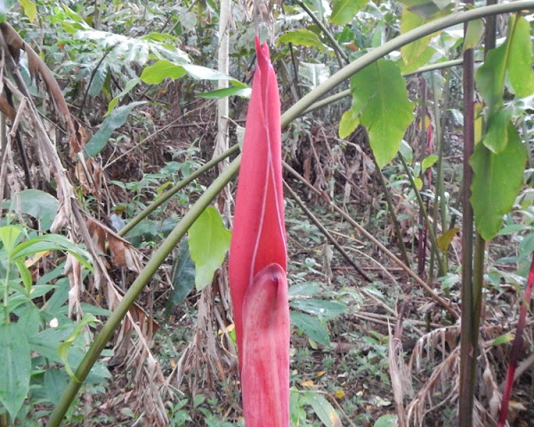 Torch Ginger | Project Noah
