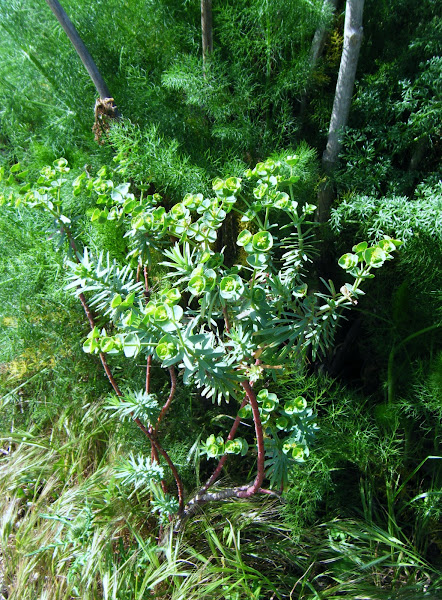 Pine Spurge | Project Noah