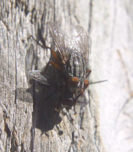 Flesh Flies (mating) | Project Noah