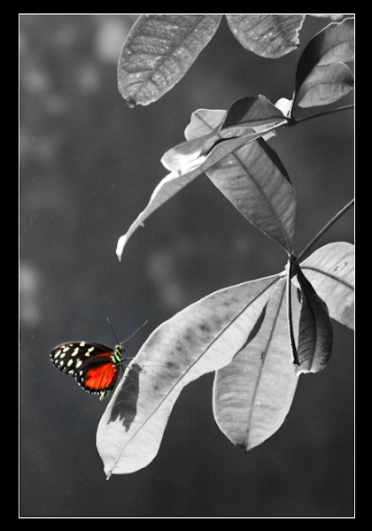 Tiger Longwing | Project Noah