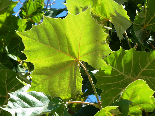 American Sycamore | Project Noah