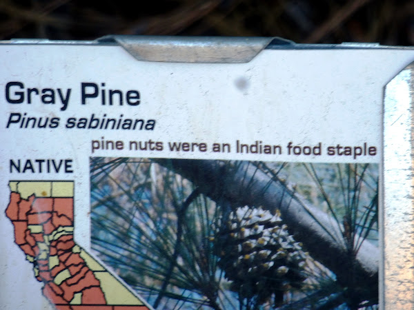 Gray Pine | Project Noah