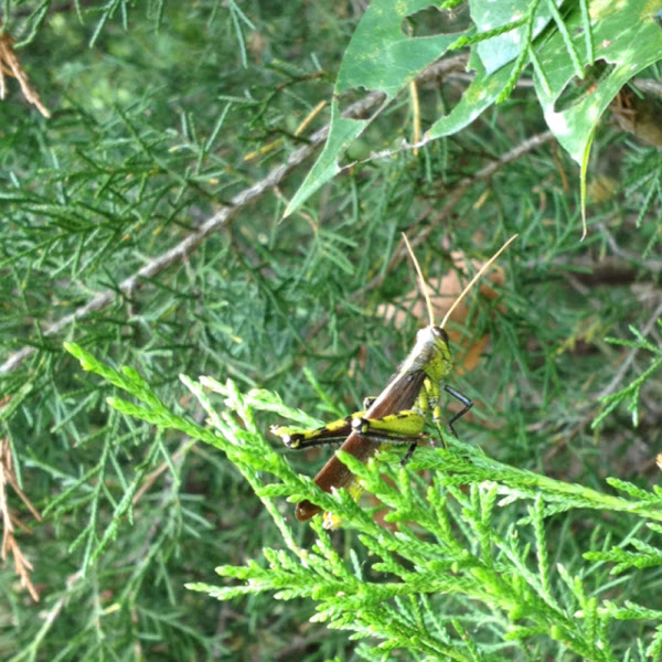 Grasshopper | Project Noah