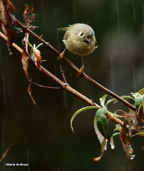 Ruby-crowned kinglet | Project Noah