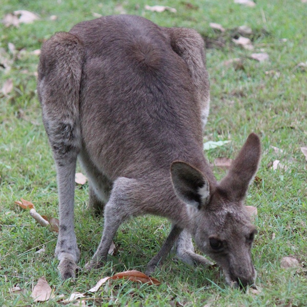Eastern Grey Kangaroos | Project Noah