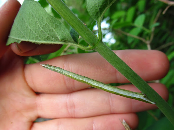 Crocus Geometer (larva) | Project Noah