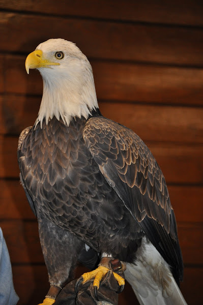 Bald Eagle | Project Noah