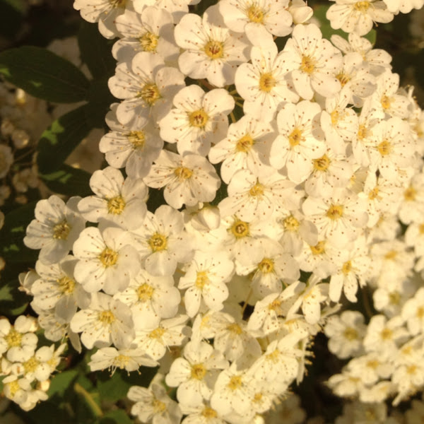 Bridal wreath Spirea | Project Noah