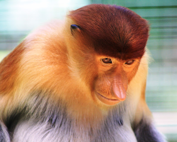 Proboscis Monkey | Project Noah