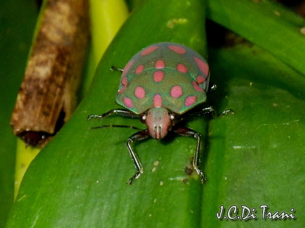 Shield-back bug | Project Noah