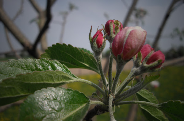 Apple | Project Noah