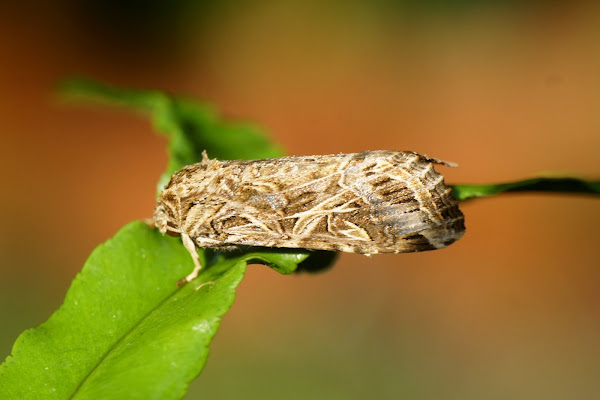Oriental Leafworm Moth | Project Noah
