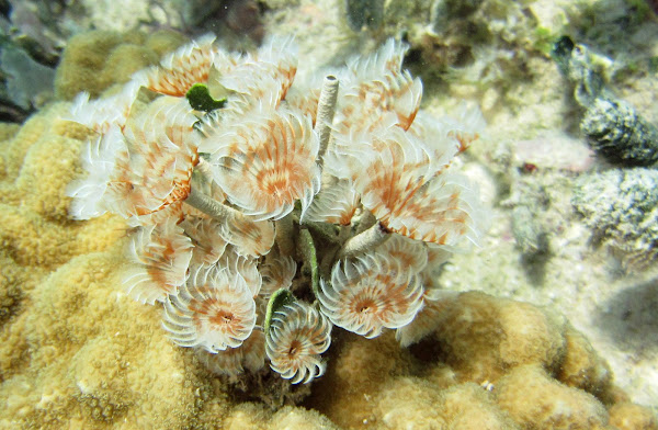 Feather Duster Worm | Project Noah