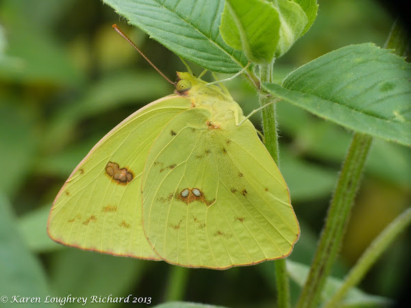 Cloudless sulphur | Project Noah