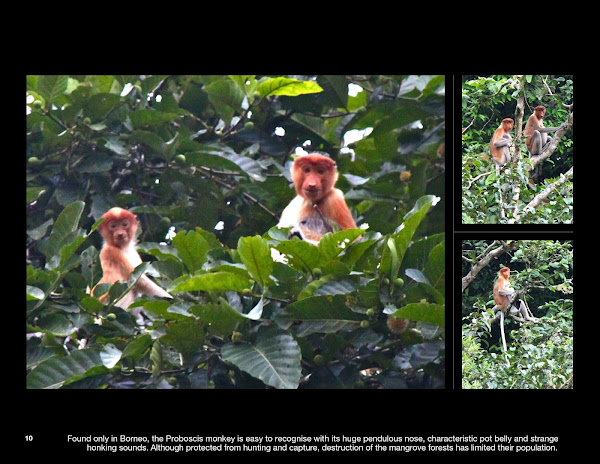 Proboscis monkey | Project Noah