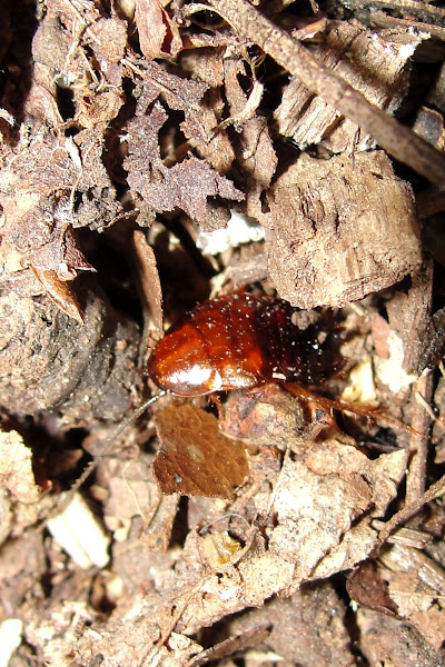 Pennsylvania Wood Cockroach | Project Noah