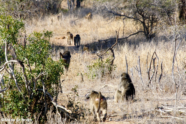 Olive baboon | Project Noah