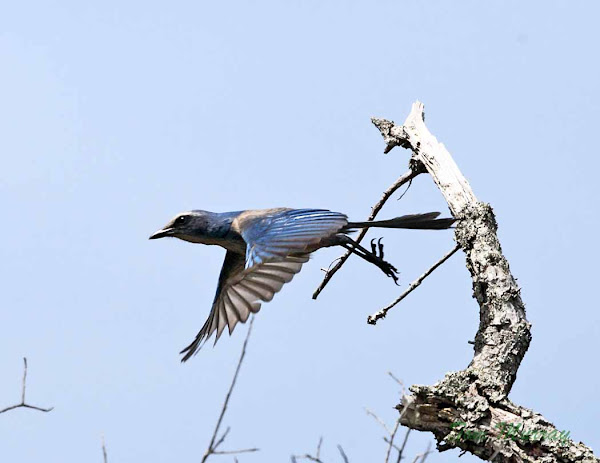 Florida Scrub-Jay | Project Noah