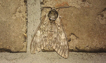 Waved Sphinx Moth | Project Noah