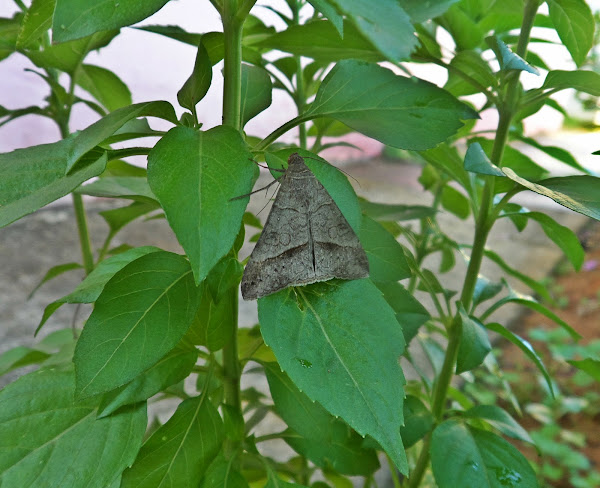 Small Mocis Moth | Project Noah