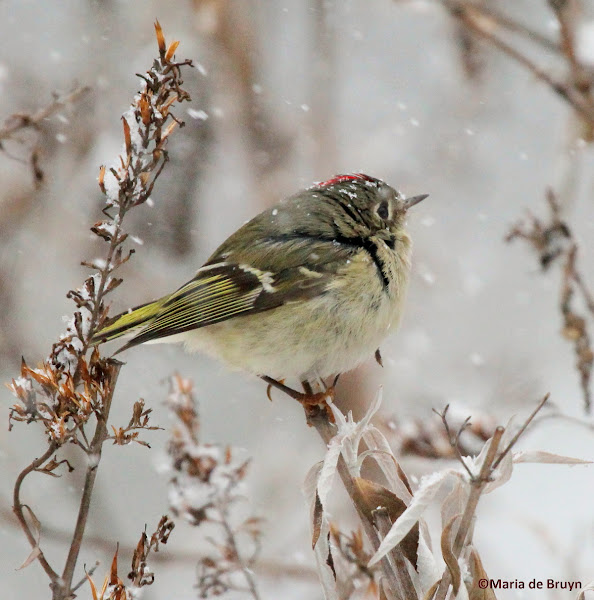 Ruby-crowned kinglet | Project Noah