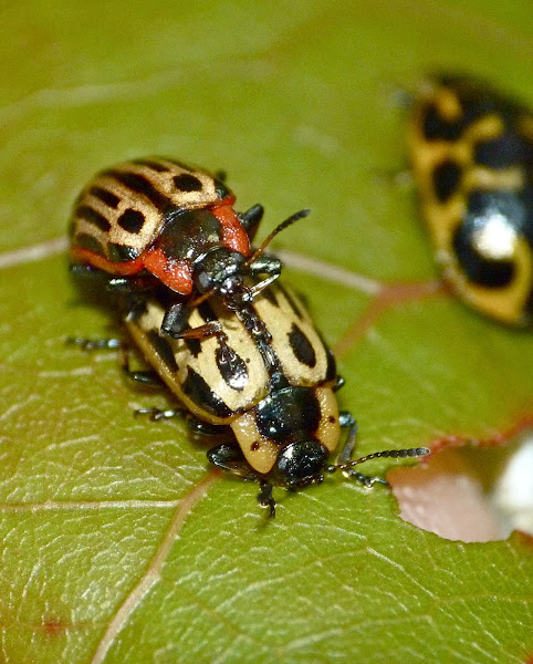 Cottonwood leaf beetle | Project Noah