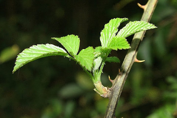 Blackberry flowers | Project Noah