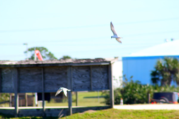 Least Tern | Project Noah