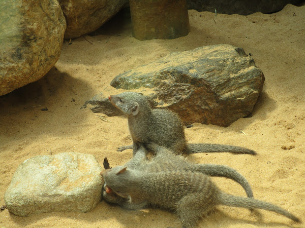 birds | Project Noah