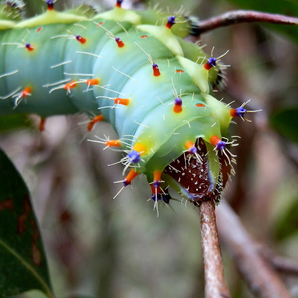 Emperor Gum Moth caterpillar | Project Noah