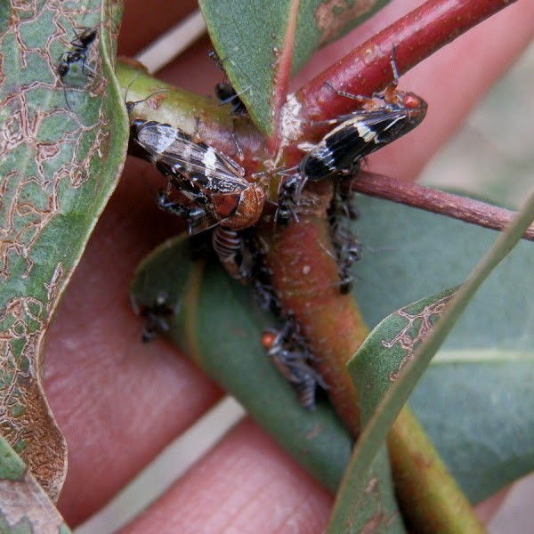 Mottled-head Gum-leaf Hopper | Project Noah