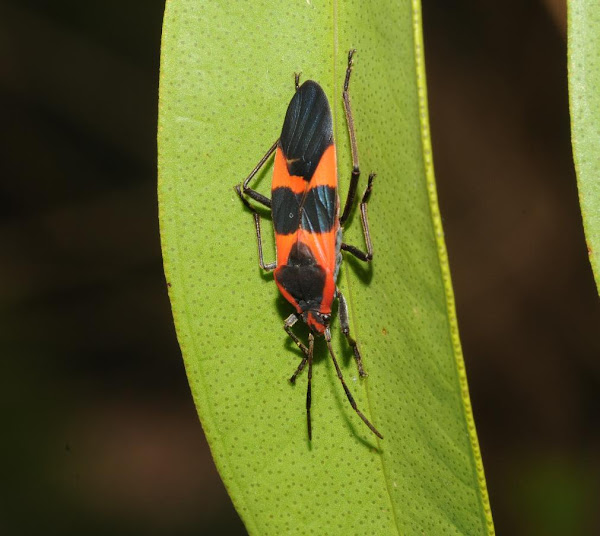 Large milkweed bug | Project Noah