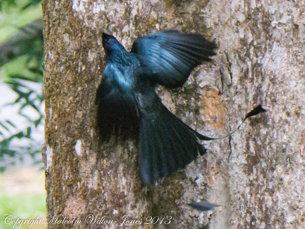 Racket-tailed Drongo | Project Noah