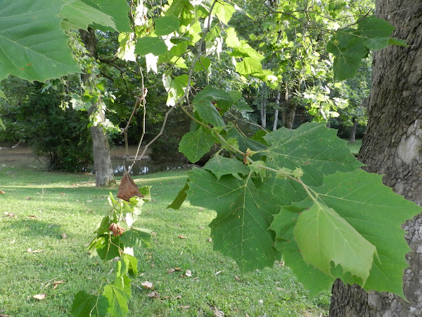 American Sycamore | Project Noah