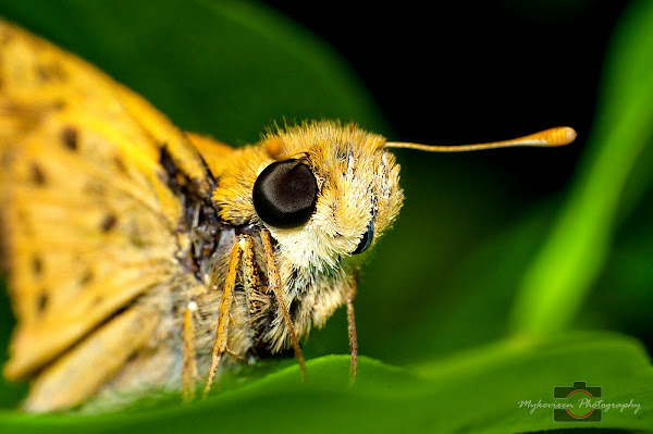 Fiery Skipper | Project Noah