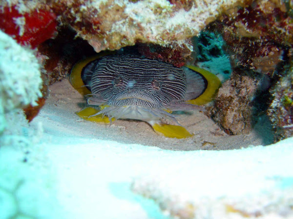Splendid toadfish | Project Noah