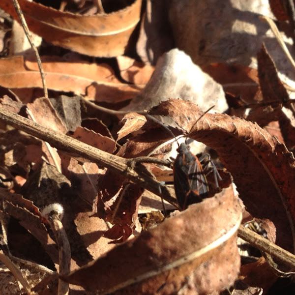 Western Boxelder Bug | Project Noah