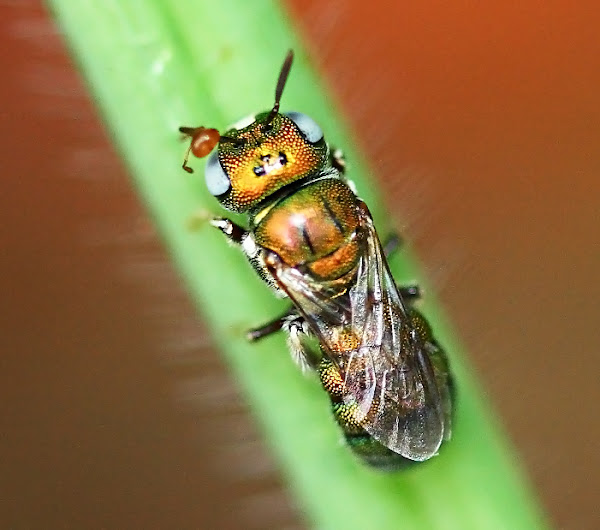 Small Carpenter bee | Project Noah