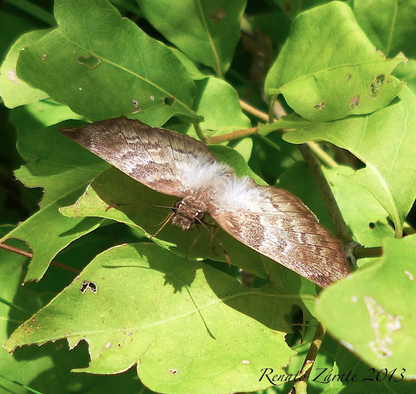 Skipper | Project Noah