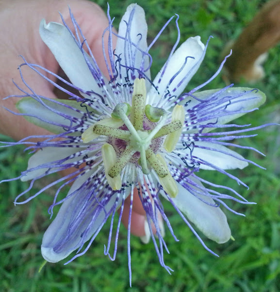 Purple Passionflower | Project Noah