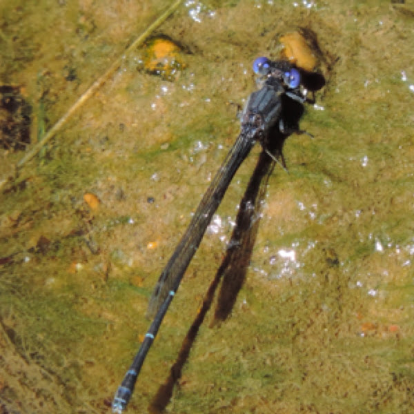 Dusky Dancer | Project Noah