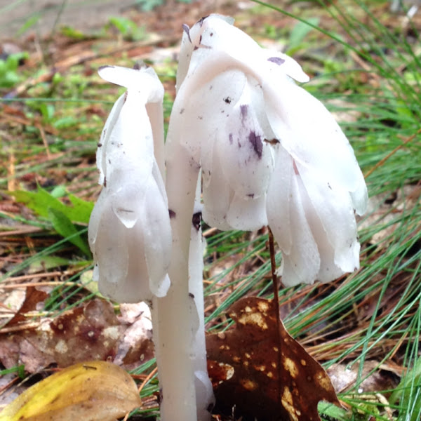 Indian Pipes | Project Noah