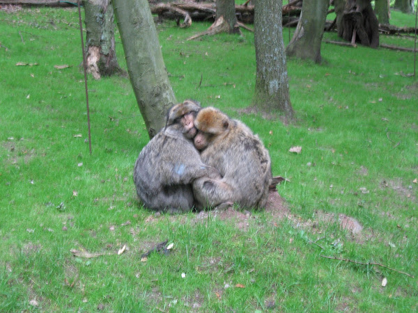 Monkey | Project Noah