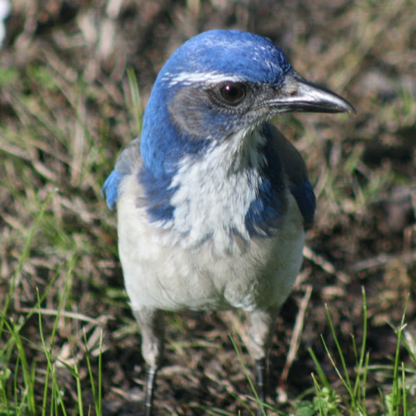 Western Scrub Jay | Project Noah